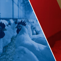 Aviagen ANZ - About Aviagen